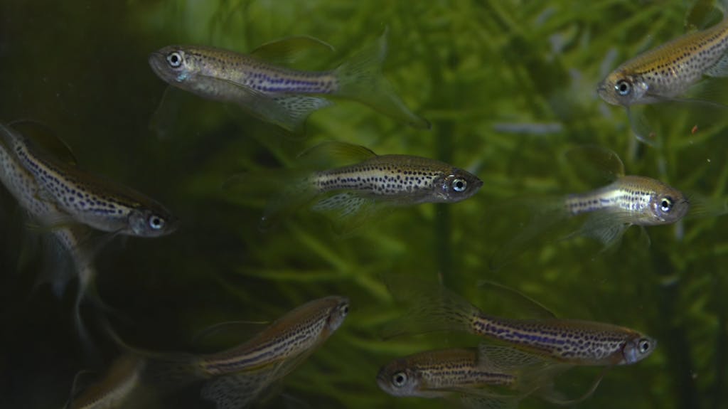 Eiwit uit zebravis wekt slapende genen voor hartherstel | Stichting ...